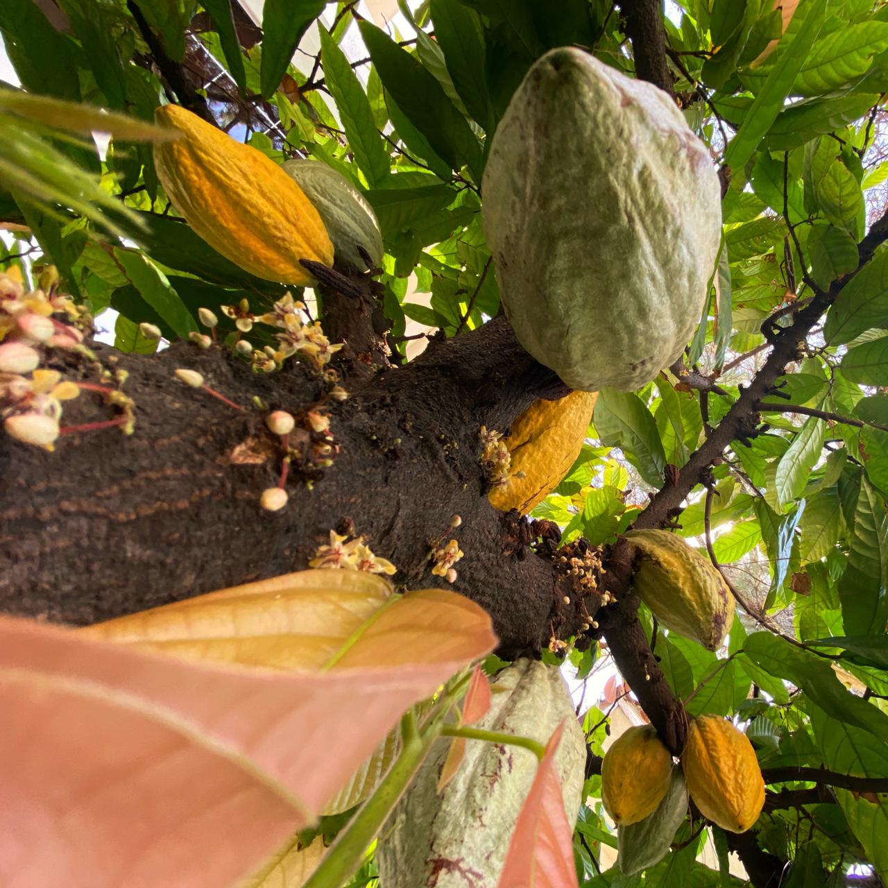 Mazorcas de Cacao - Pagina Web de Shaw´s