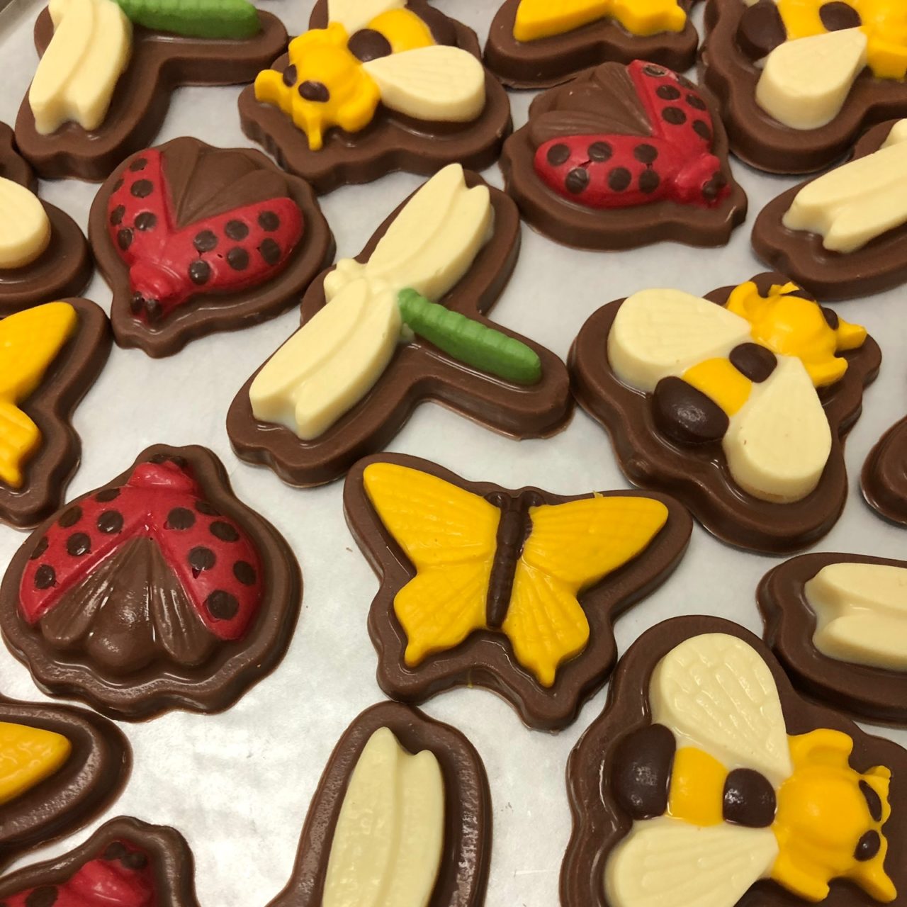 Insectos de chocolate Shaw's - Pagina Web de Shaw´s